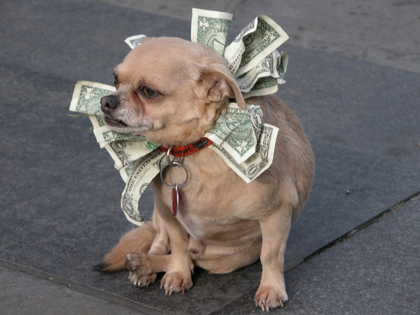 Dog With Money