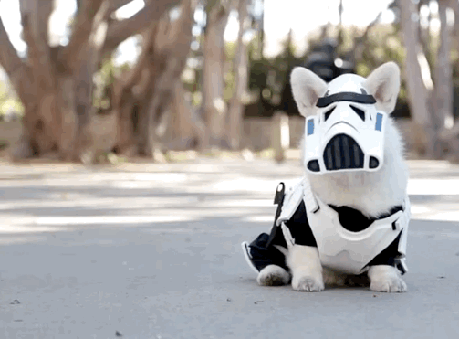 Corgi Stormtrooper Video | POPSUGAR Tech