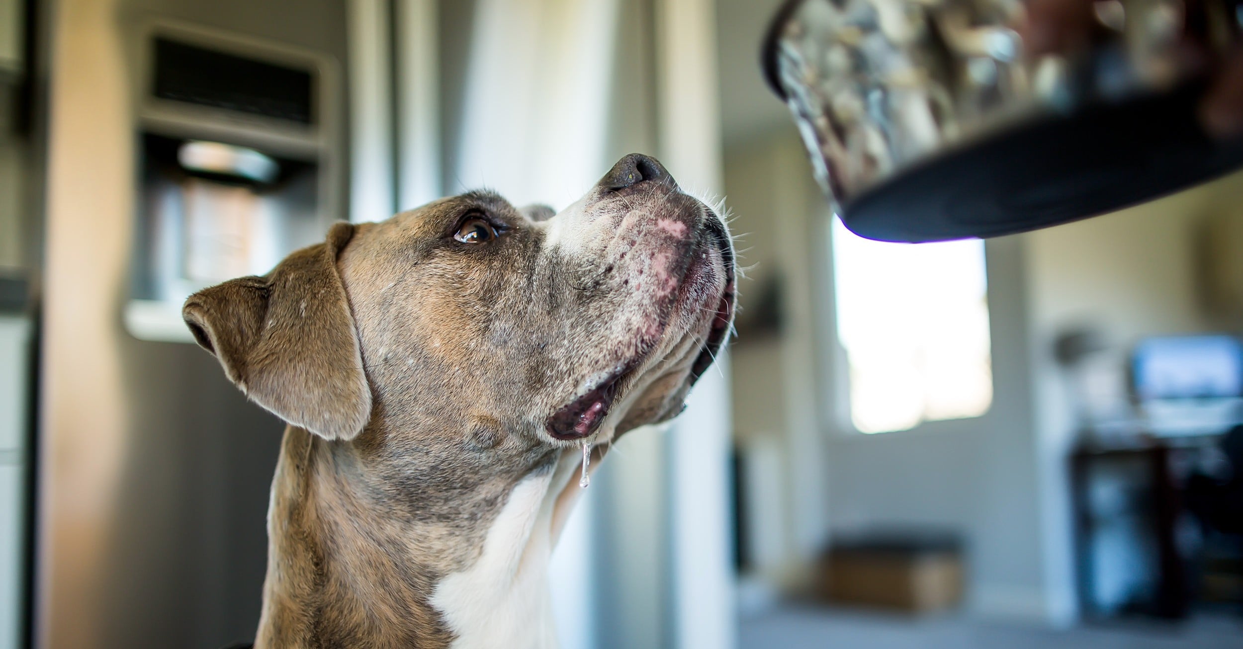 Lamb and Acorn Squash Hash For Dogs | PS Pets