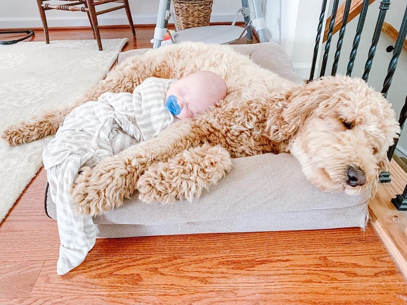 Cute Pictures of Dogs Napping With Kids and Babies | PS Family