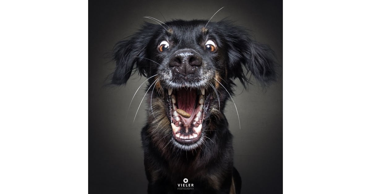 Dogs Catching Treats Photo Series | POPSUGAR UK Parenting Photo 2