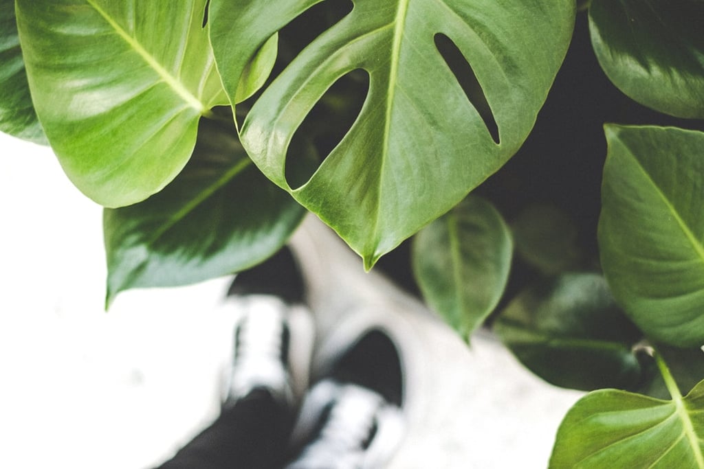 PS When Should I Repot My Plant Monstera Plant Care Tips POPSUGAR 
