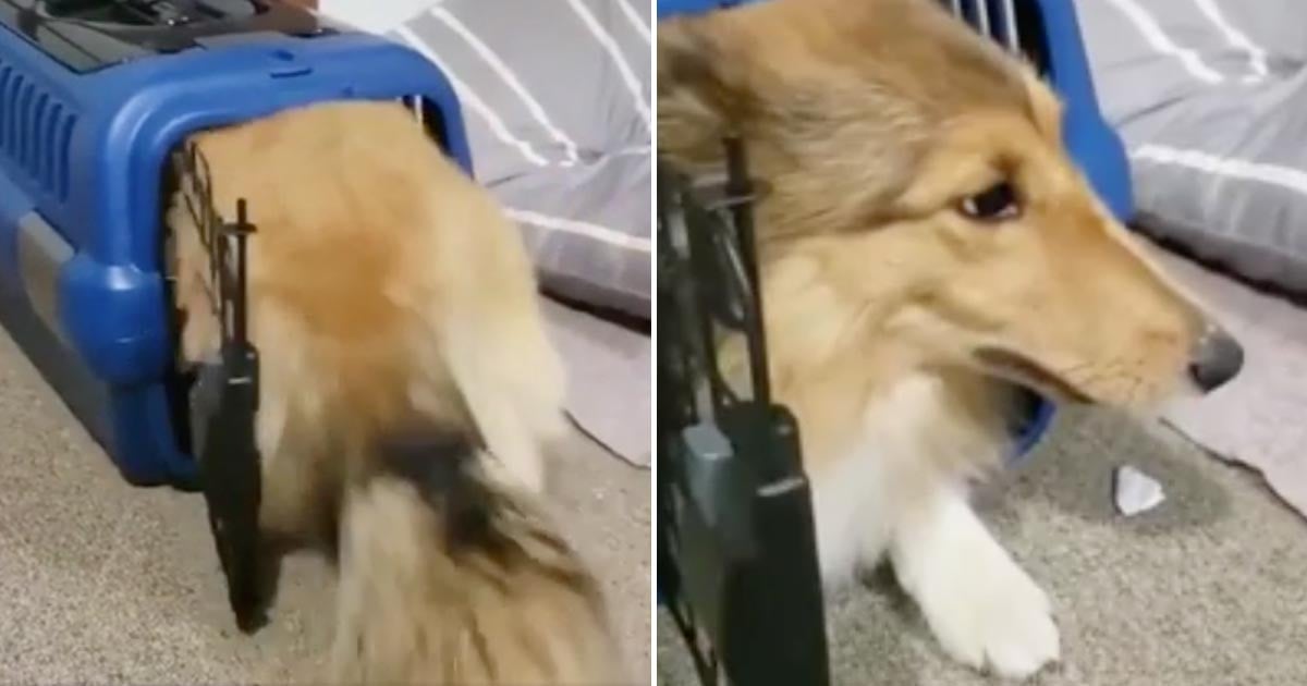 Watch This Hilarious Dog Squeeze Herself Into a Tiny Crate | PS Pets