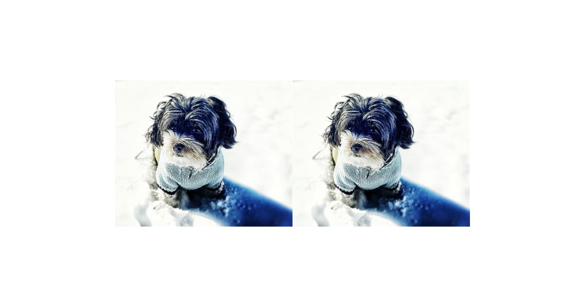 Instagram Challenge: Winter Pets | POPSUGAR Pets