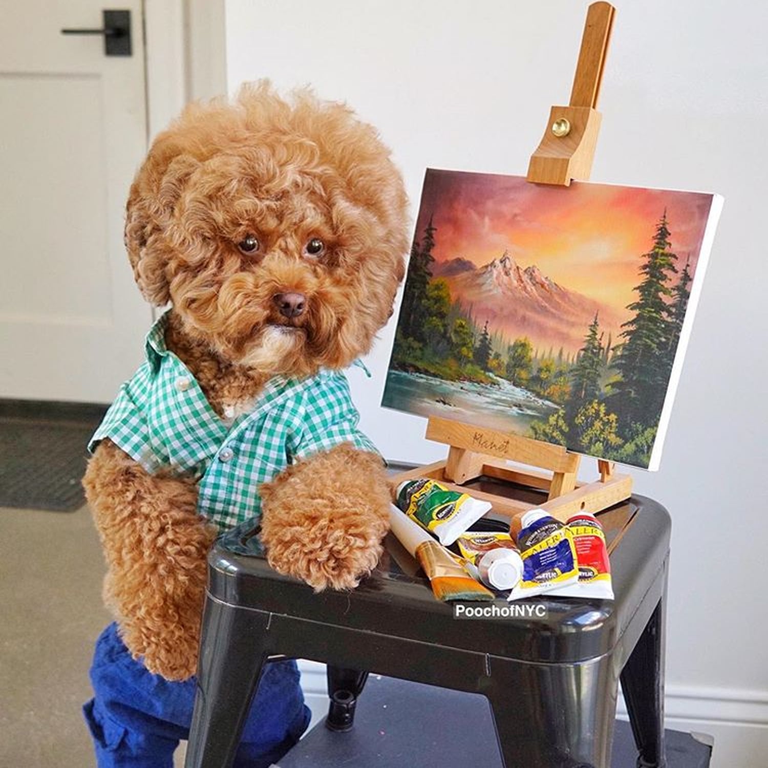 The Best Poses of the Pooch of NYC | PS Pets