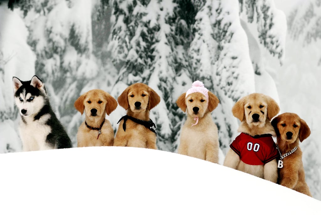 Snow Buddies Dog Movies On Netflix You Can Watch Right Now POPSUGAR snow-buddies-dog-movies-on-netflix-you-can-watch-right-now-popsugar