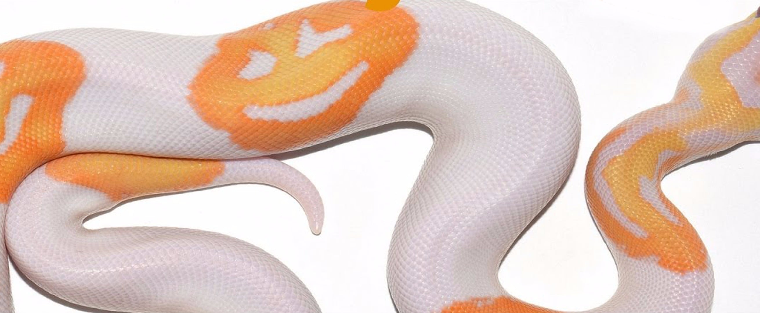 Emoji Ball Python | POPSUGAR Tech