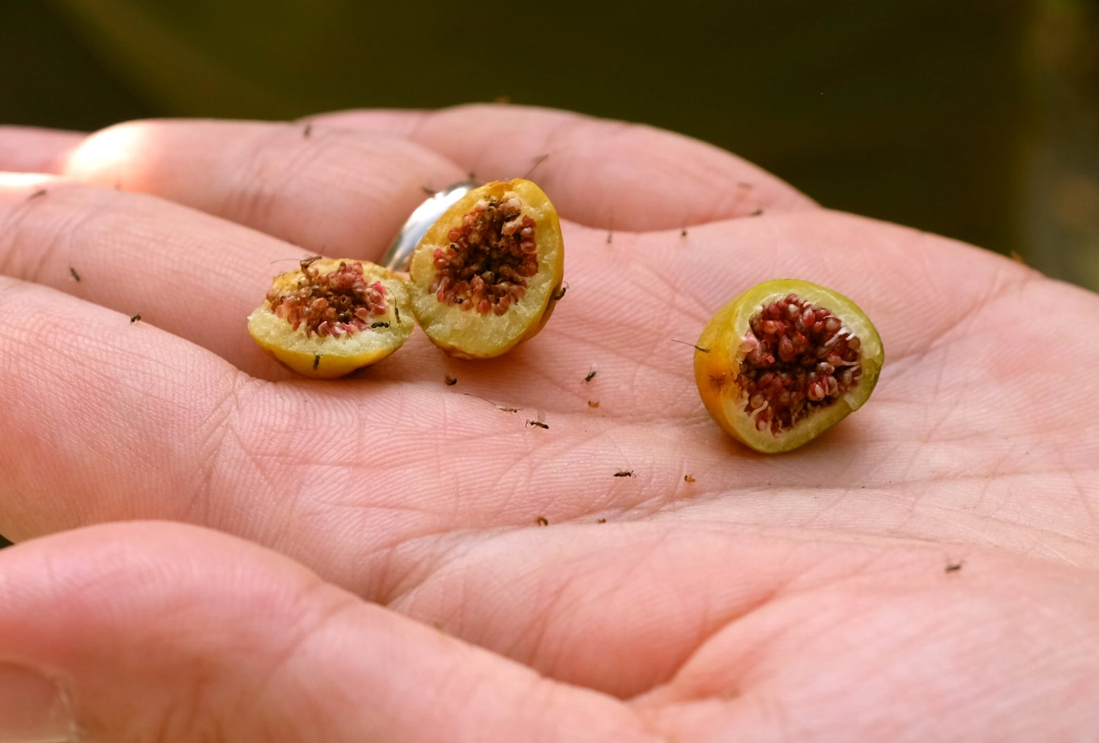 How Figs Are Grown | PS Food