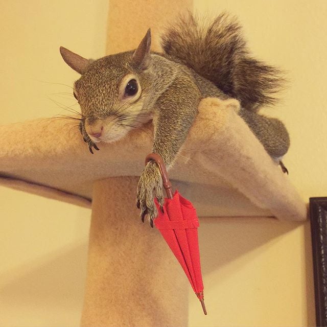 Pet Squirrel Instagram | POPSUGAR Pets