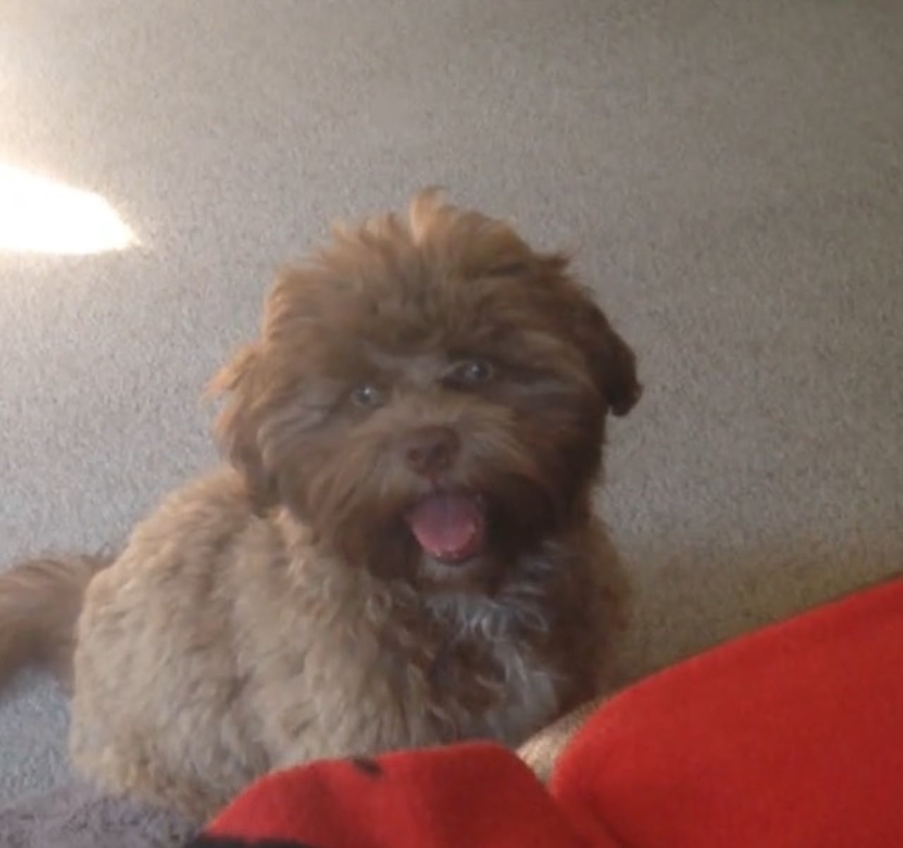 The Dog That Looks Like a Person | PS News