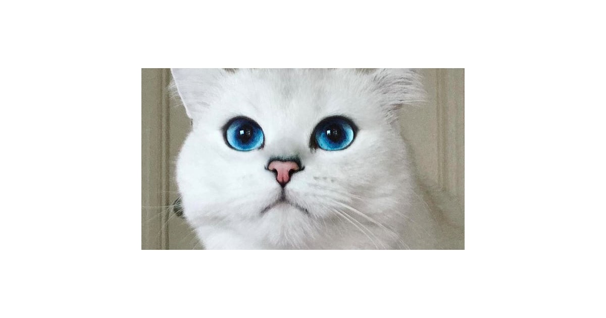 Celebrity Cats on Instagram | POPSUGAR Pets