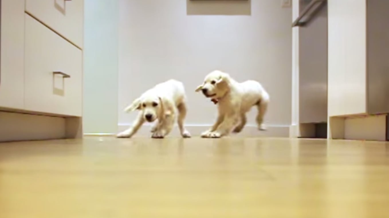 Golden Retriever Dogs Time-Lapse Video | PS Pets