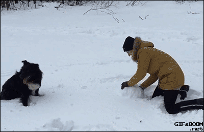 Animals Causing Trouble GIFs | PS Tech