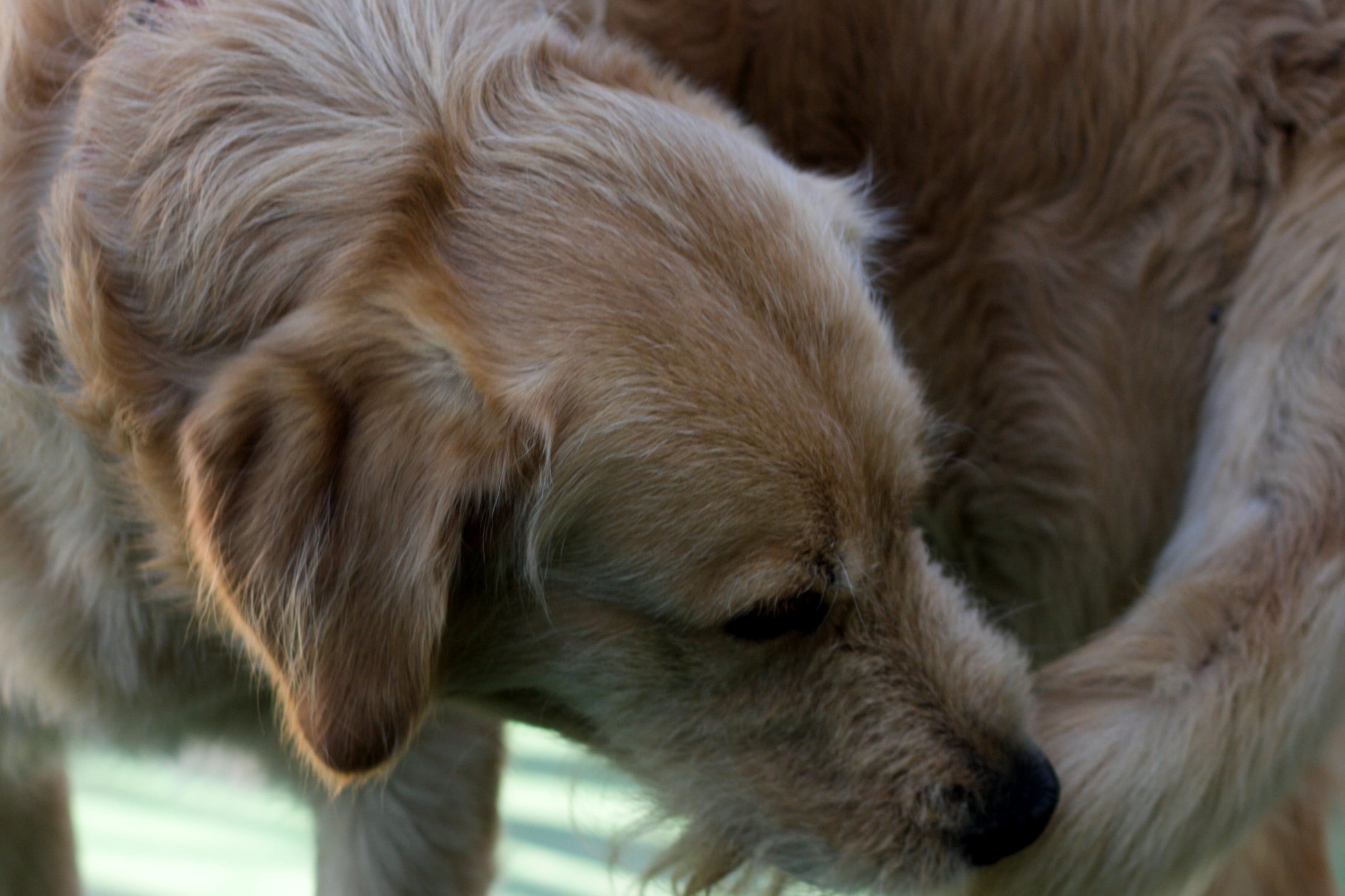 Should You Stop A Dog Chasing Its Tail