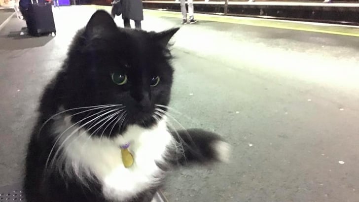Train Station Cat | POPSUGAR Pets