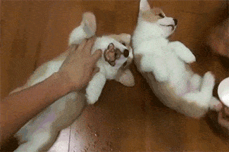 Dog GIFs | PS Tech