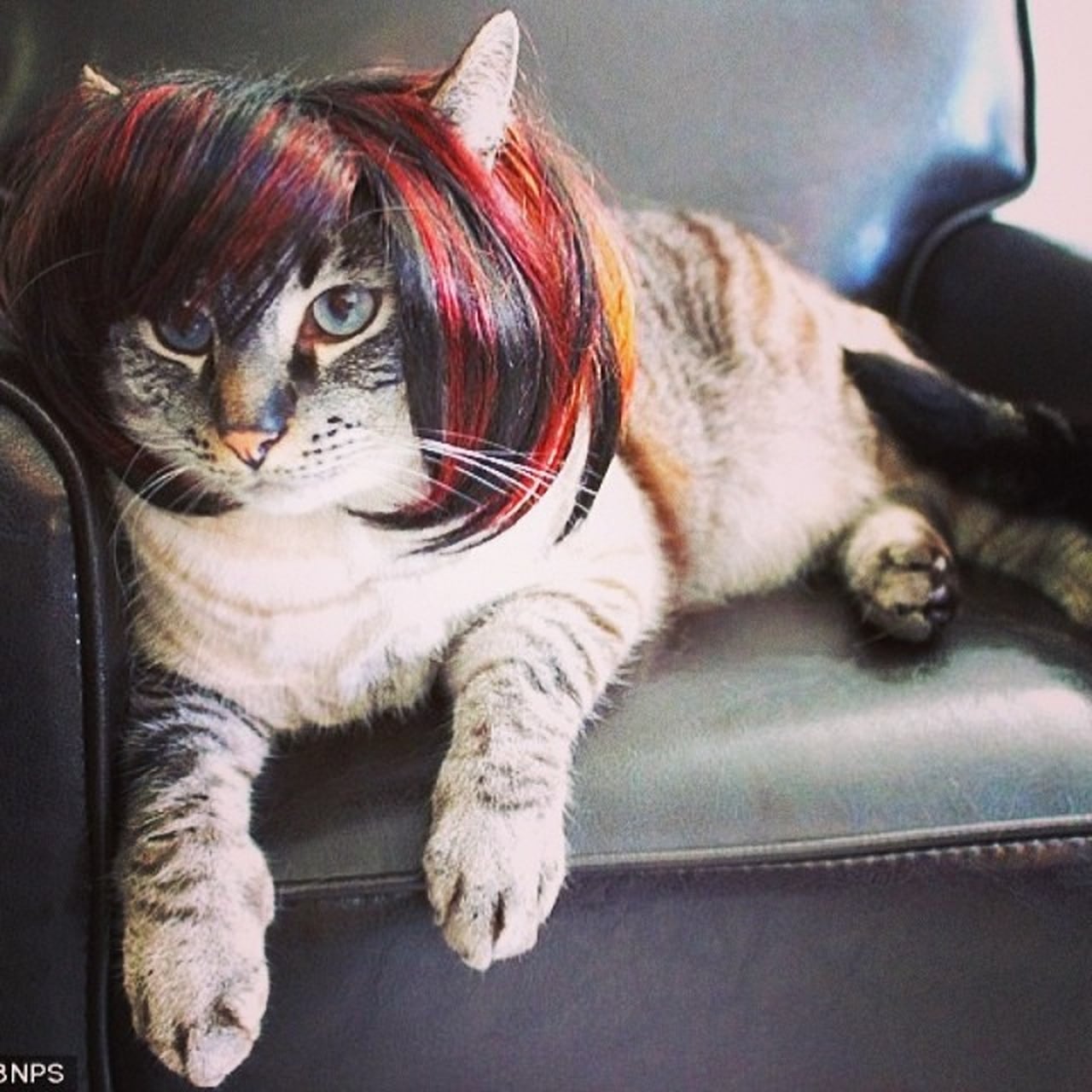 Cats Wearing Wigs | PS Pets