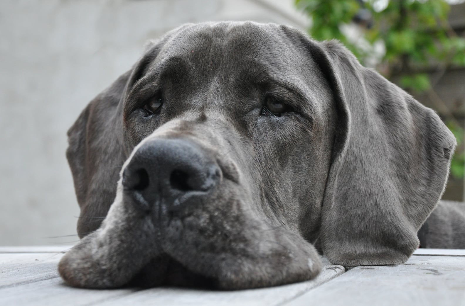 Cute Pictures of Great Danes | PS Pets