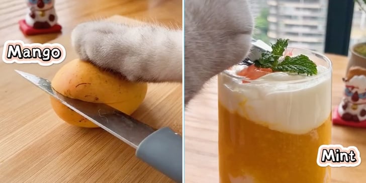 Cat Chef on TikTok Shares Easy Food and Drink Recipes | POPSUGAR Food UK