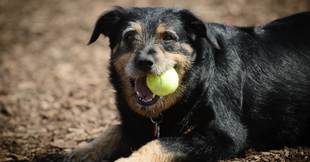 Dangerously Obsessive Dog Behaviors | PS Pets