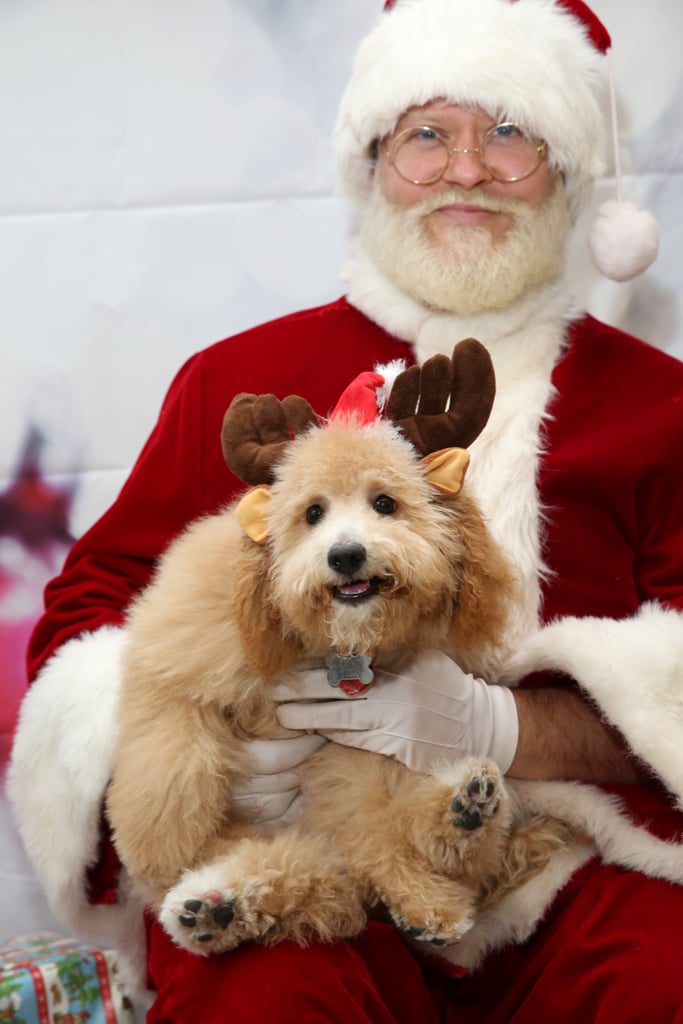 Pets Meeting Santa | POPSUGAR Pets
