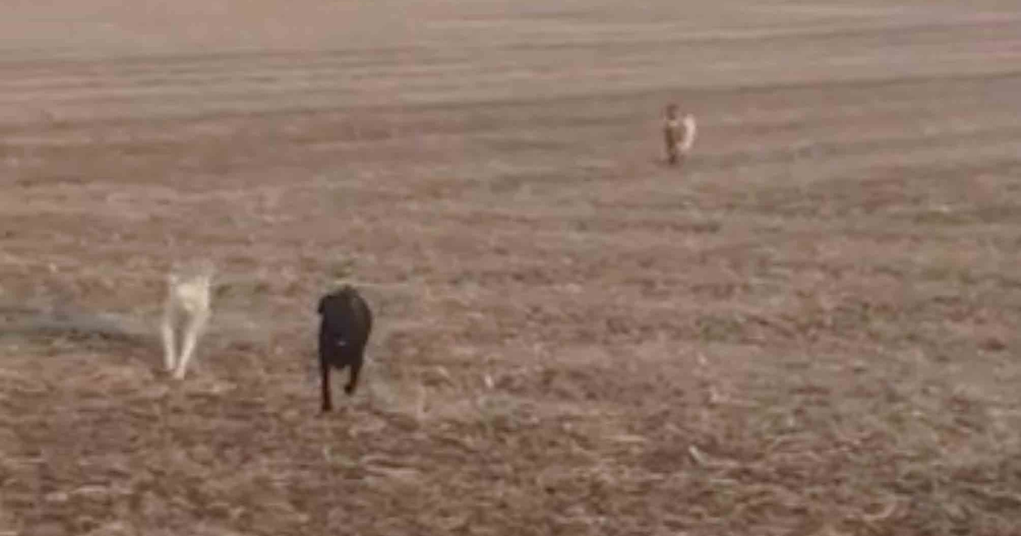 Dog Returns Home With Goat and Lab After Running Away | PS Family