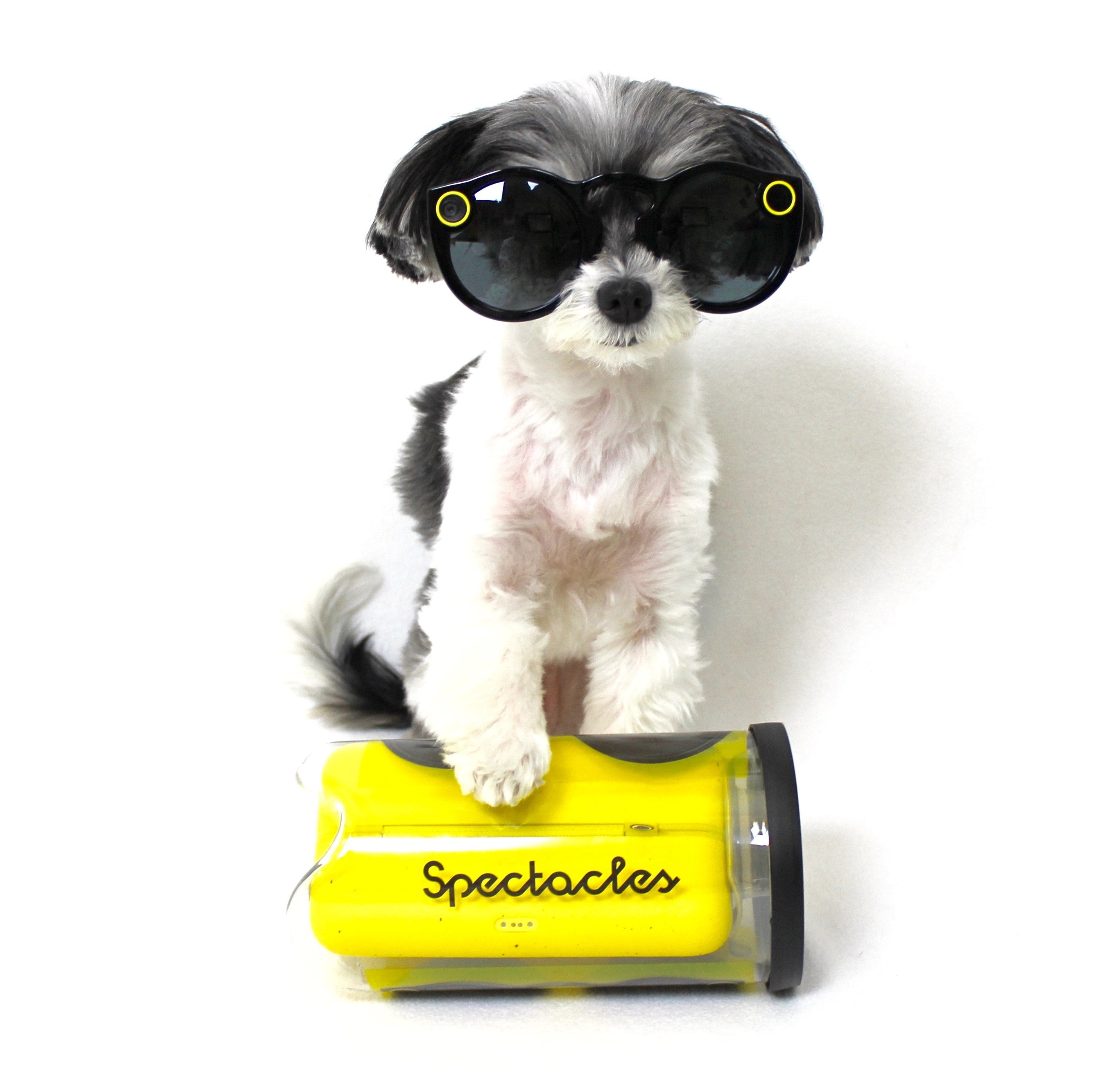 Instagram Celebrity Animals Holiday Wish List 2016 | PS Pets