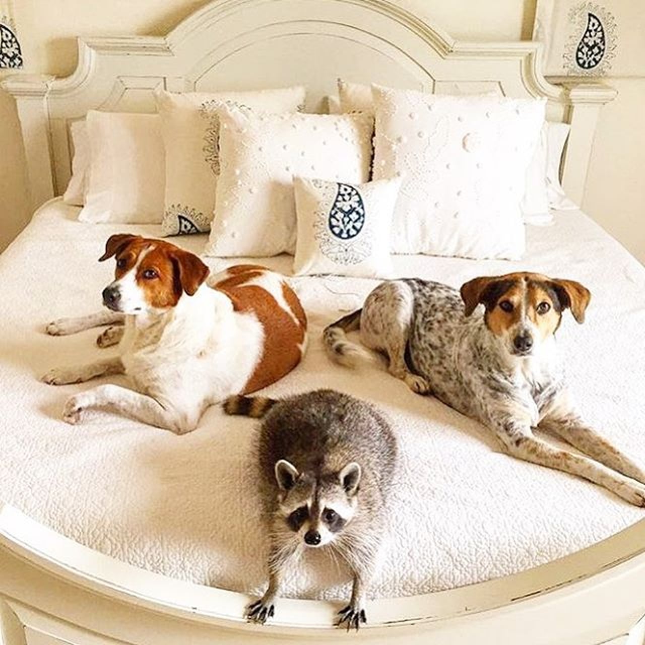Raccoon That Lives With Dogs | Instagram | PS Pets