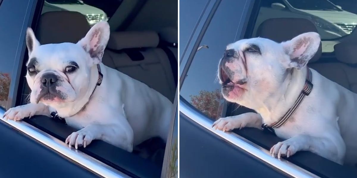 Hilarious French Bulldog Wailing Like a Human | Video | PS Pets