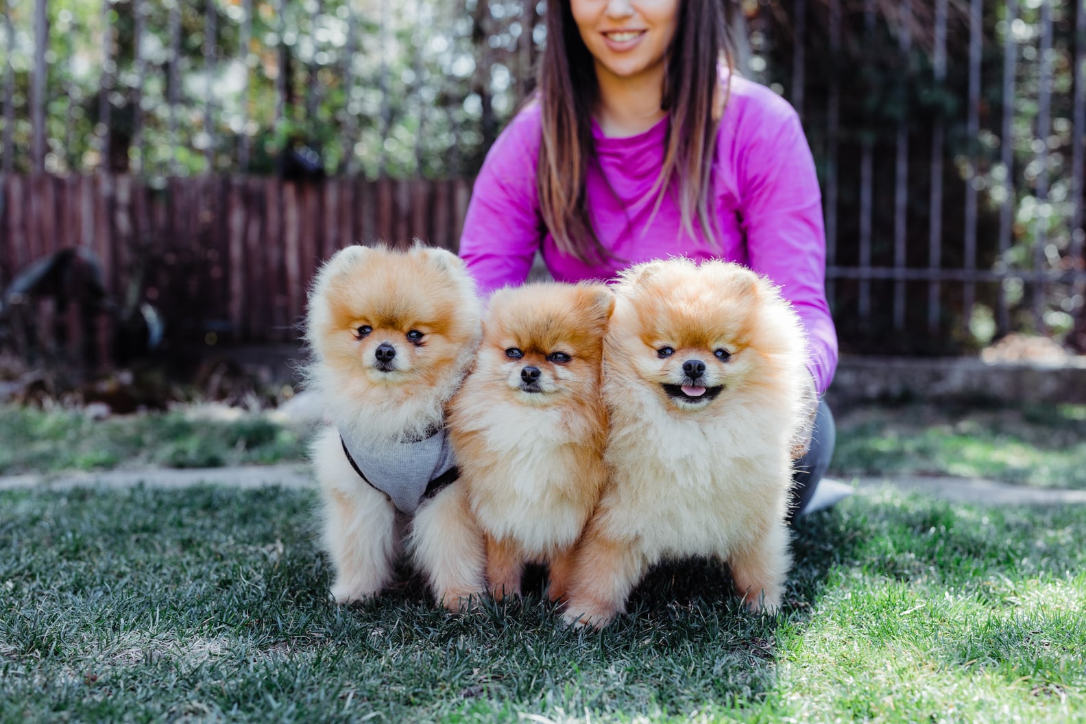 Cute Pomeranian Pictures | PS Pets