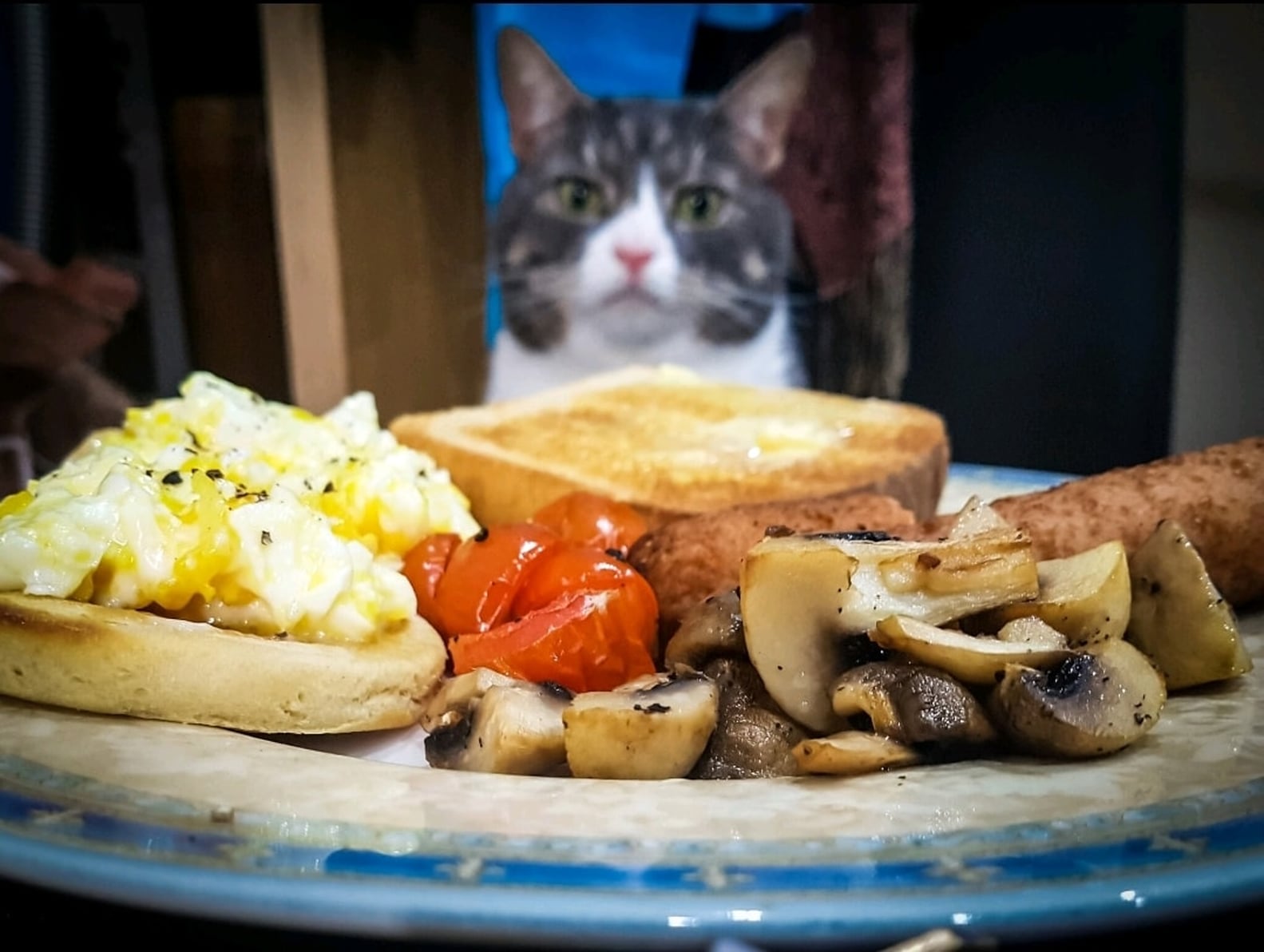 Photos of Man Eating Meals With His Cat | POPSUGAR Pets