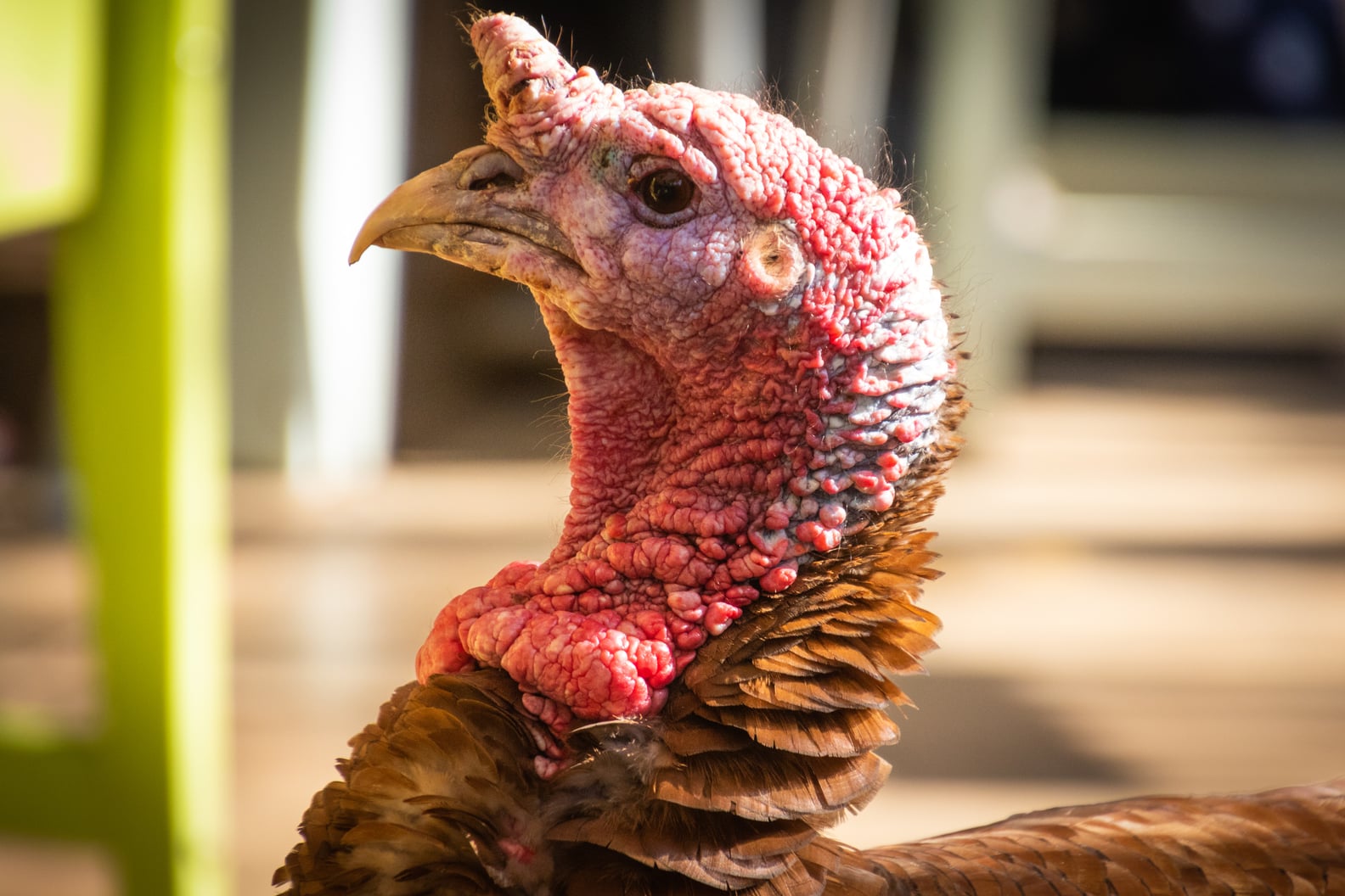 Download Free Thanksgiving Zoom Backgrounds | PS Tech