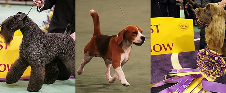 Westminster Dog Show Best in Show Recent Winners Pictures | POPSUGAR Pets