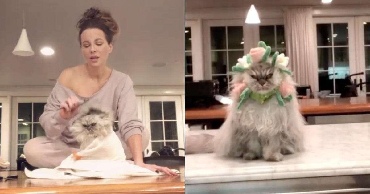 Videos of Kate Beckinsale's Two Cats, Clive and Willow | POPSUGAR Pets