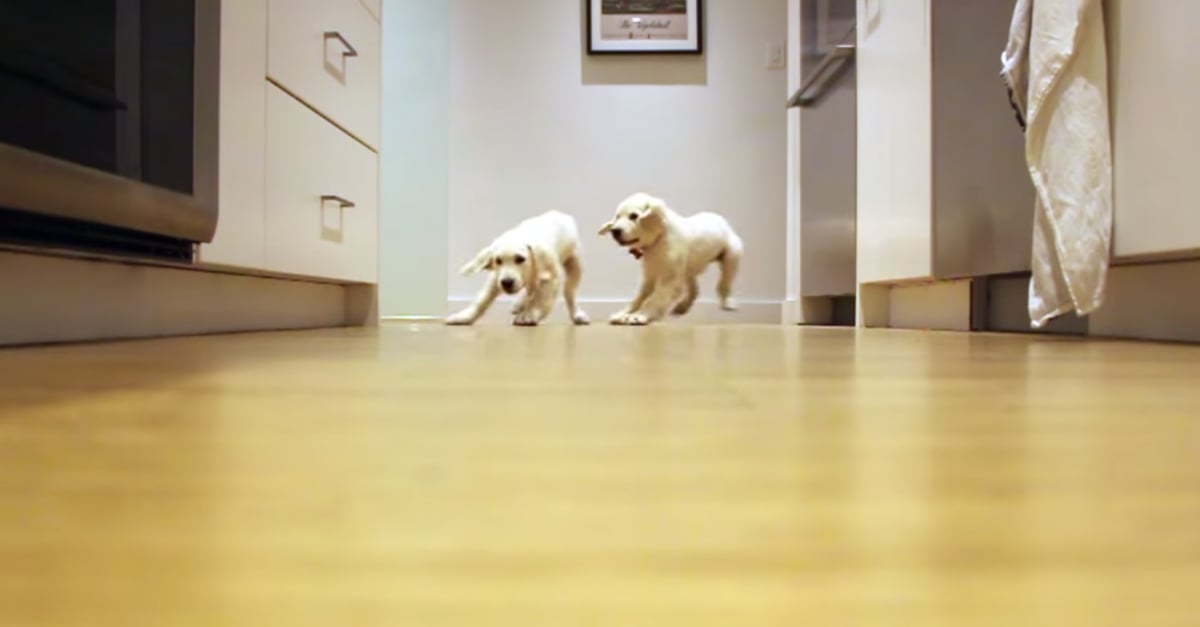 Golden Retriever Dogs Time-Lapse Video | POPSUGAR Pets