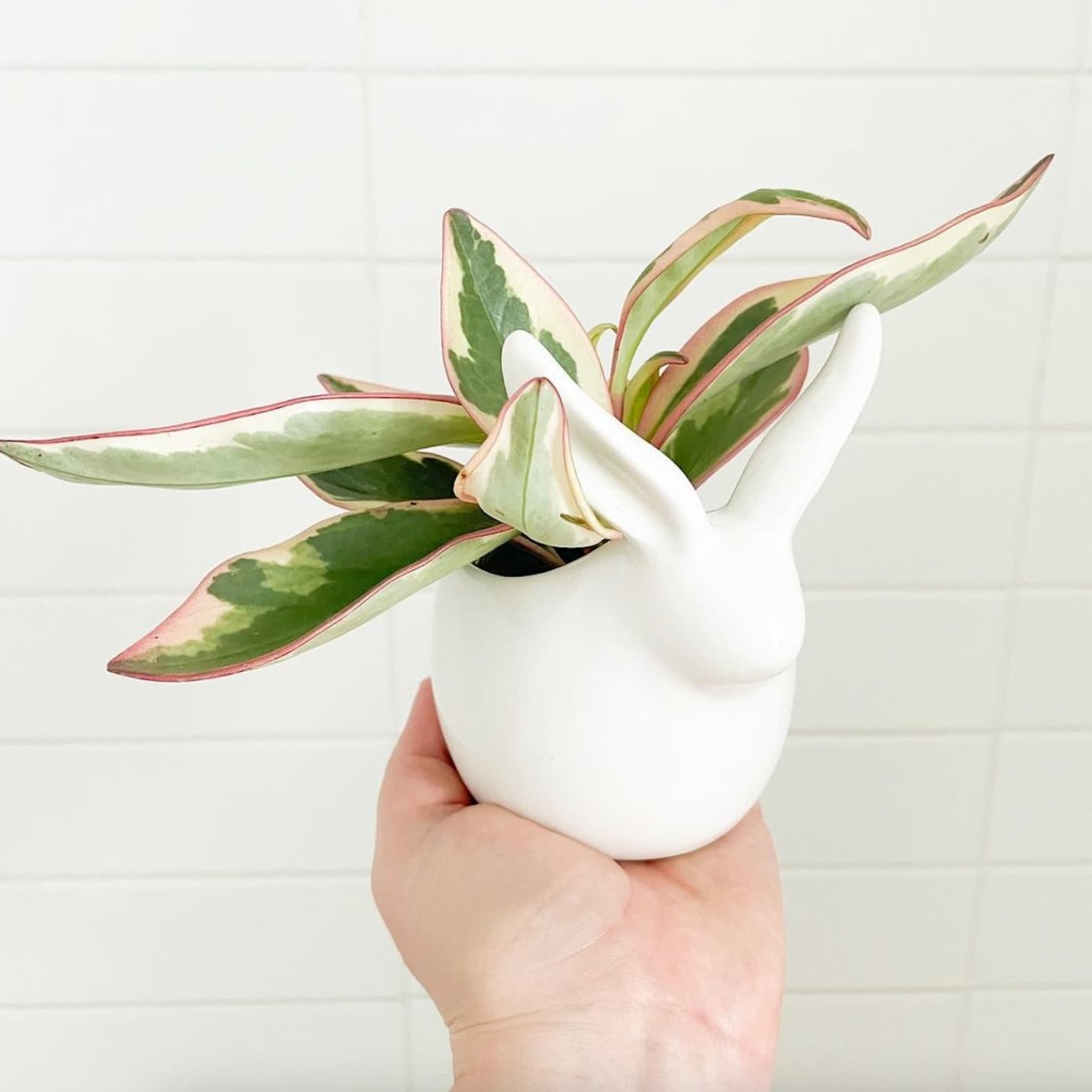 Trader Joes Bunny Planter