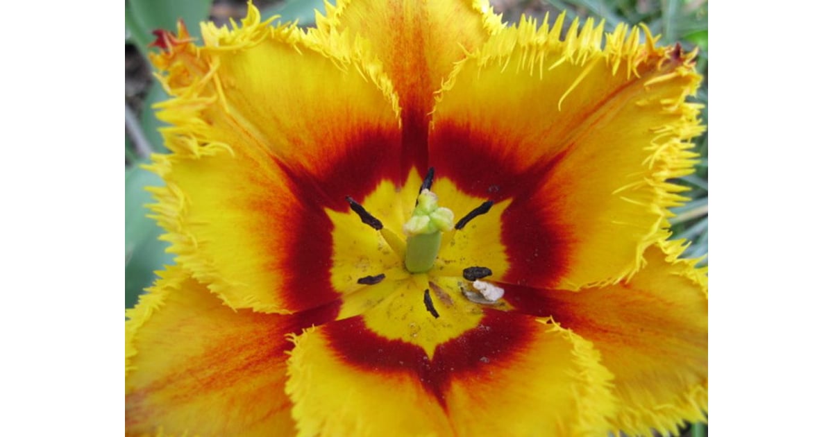 Tulip | some new ones Photo 2