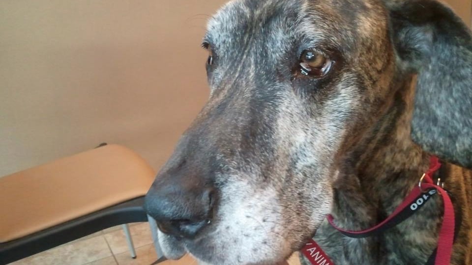 Pet Insurance Saved Dog's Life | POPSUGAR Pets