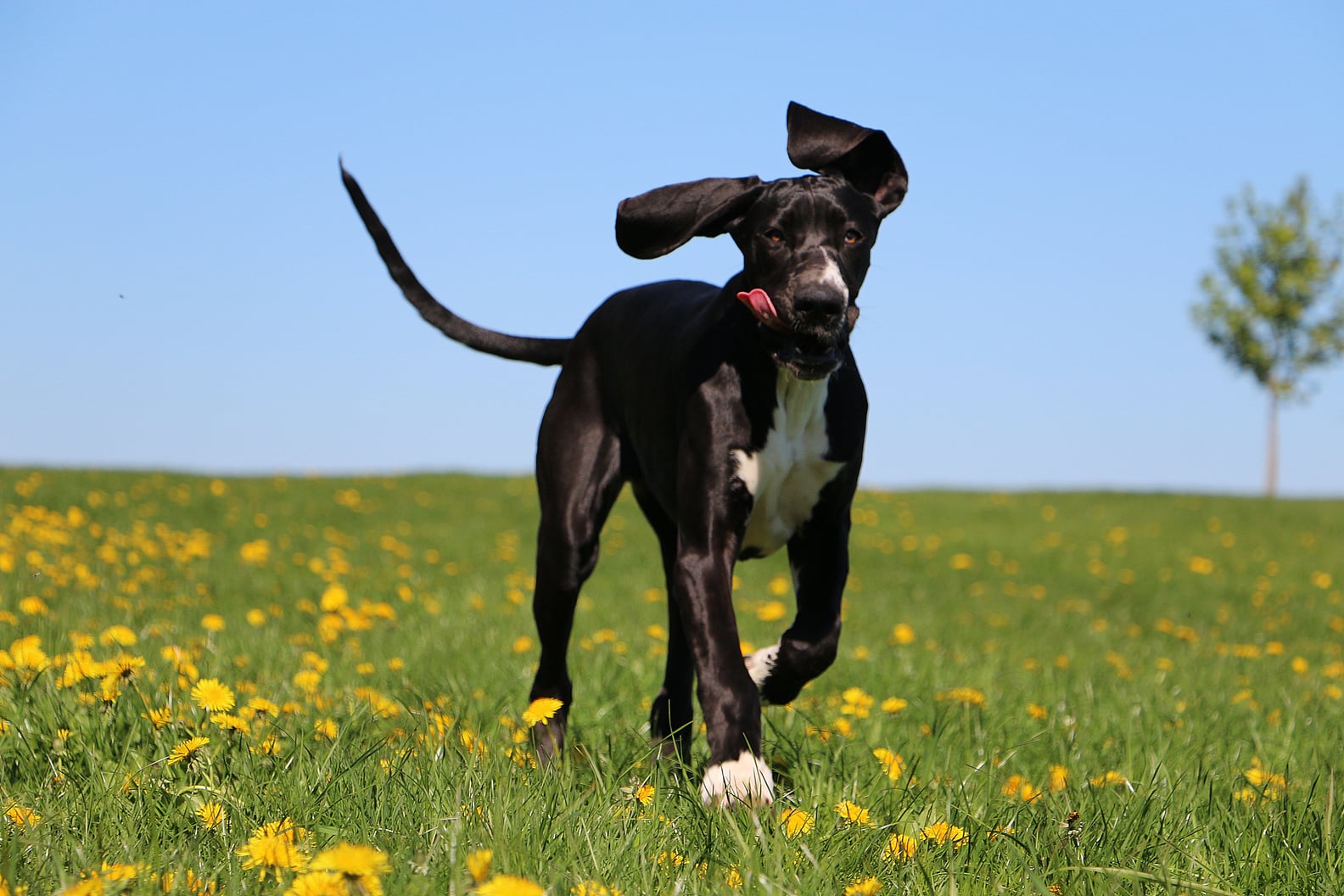 Cute Pictures of Great Danes | POPSUGAR Pets