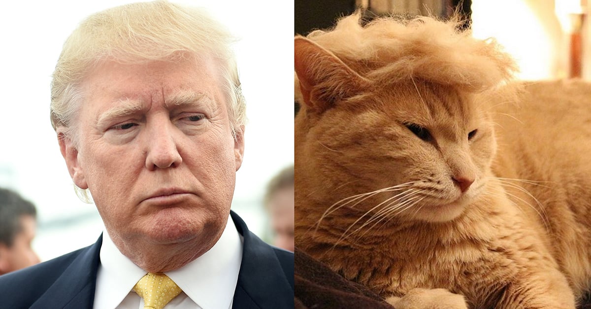 Cats With Donald Trump Hair | PS Entertainment