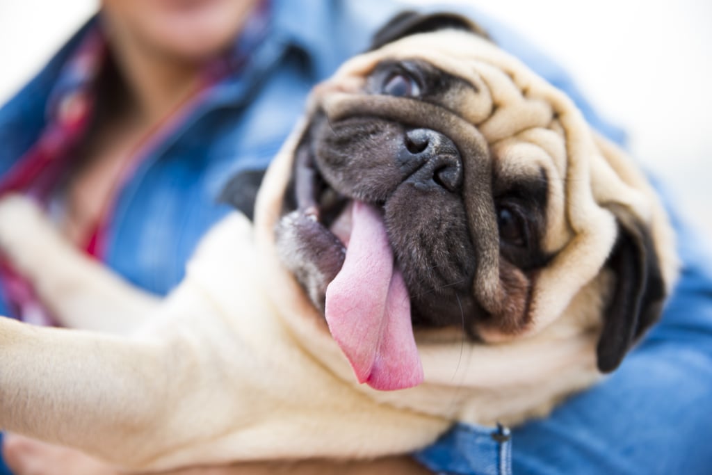 Cute Pictures of Pugs | POPSUGAR Pets