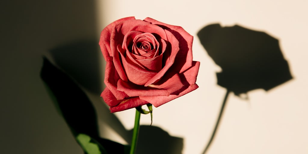 Shadow Daddy Meaning: Breaking Down the Romantasy Archetype | PS Books