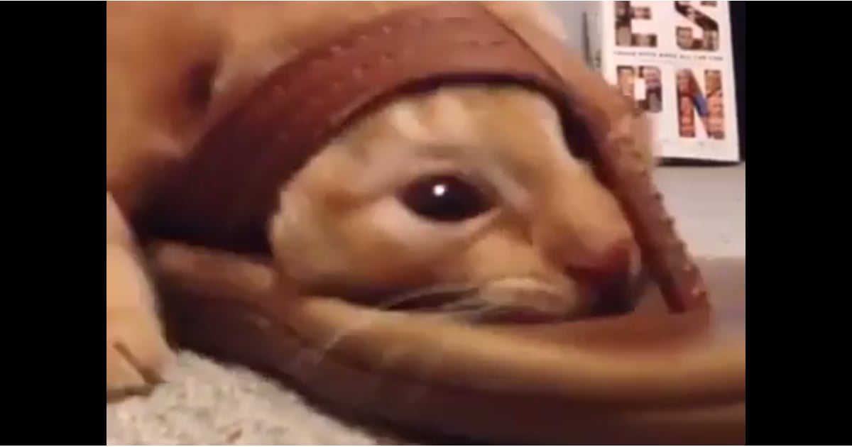 Cat Stuck in Shoe | Video | POPSUGAR Pets