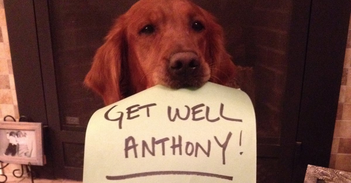 Photo Doggies For Anthony Facebook Movement | POPSUGAR Tech