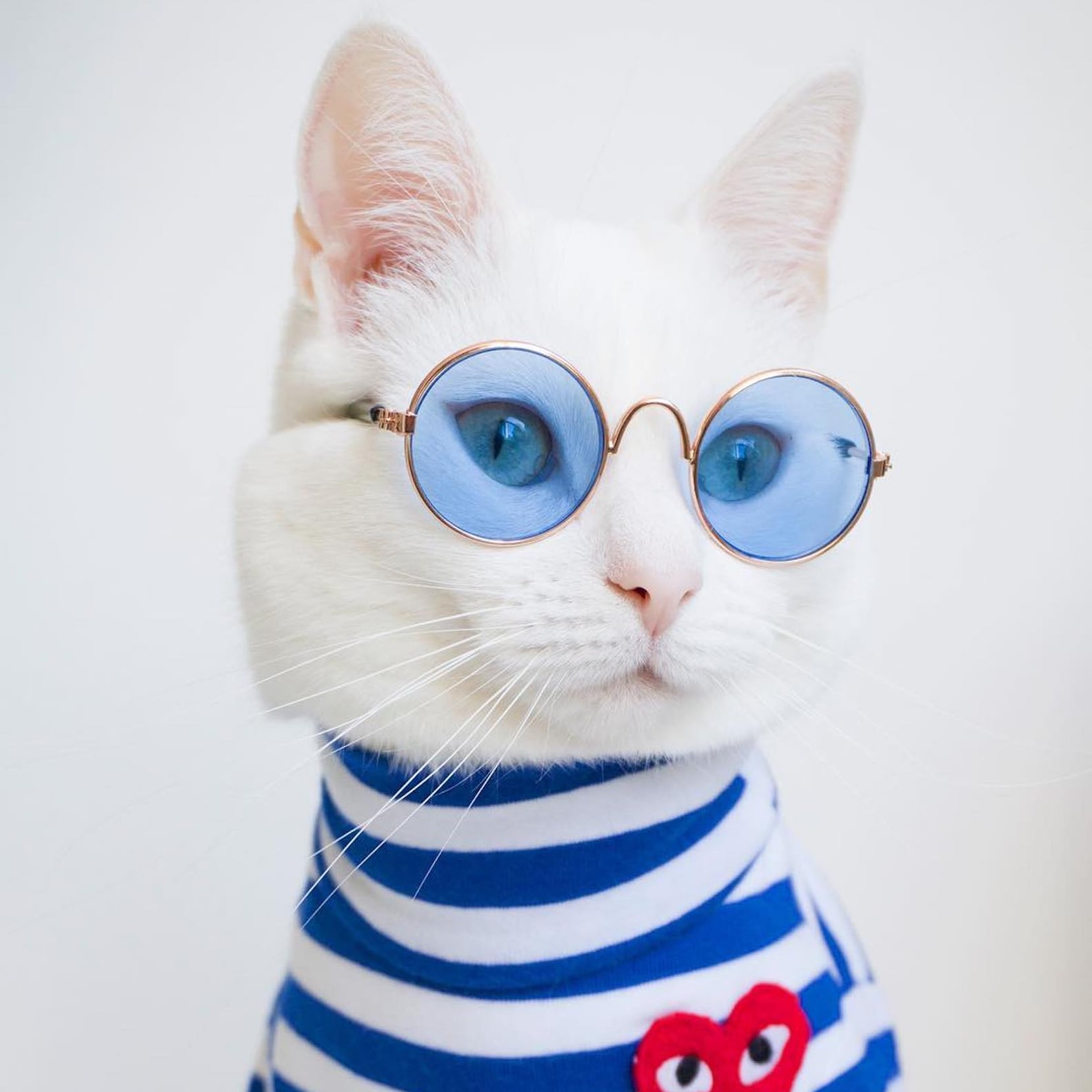 Zappa the Cat Has the Best Feline Wardrobe on Instagram | PS UK Pets