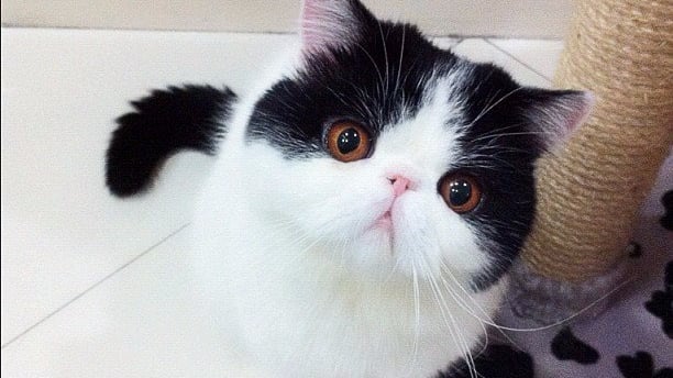 Cute Smush-Faced Cats | PS Pets