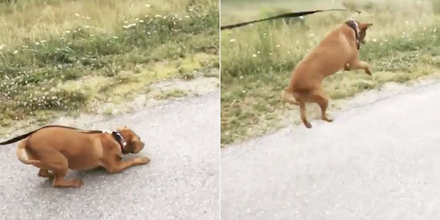 Viral Video of a Dog on His First Walk After Being Rescued | PS Pets