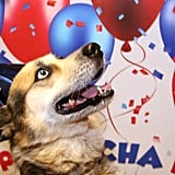 Gotcha Day For Adopted Pets | POPSUGAR Pets