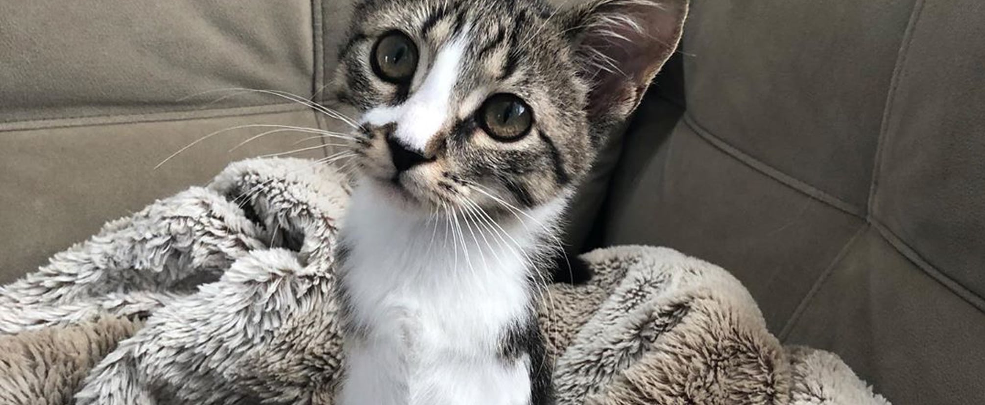 Funny and Cute Videos of a Double-Amputee Cat Named Duck | POPSUGAR Pets