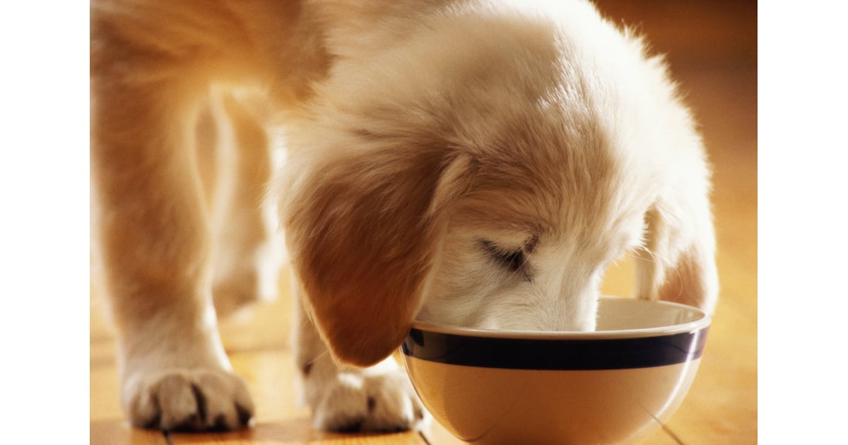 puppy-food-everything-you-need-to-buy-for-a-new-puppy-popsugar-pets